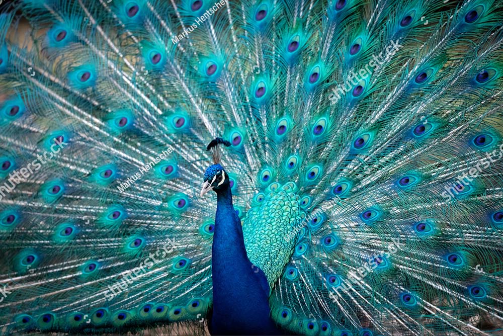 Фотообои Павлины: купить фотообои с Павлинами в Украине | Artside