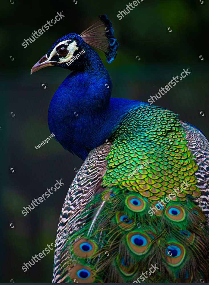 Фотообои Павлины: купить фотообои с Павлинами в Украине | Artside